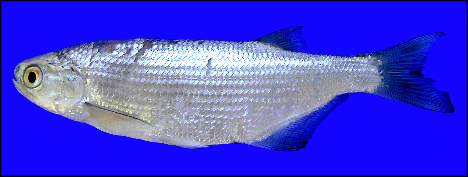 Goldeye Fish
